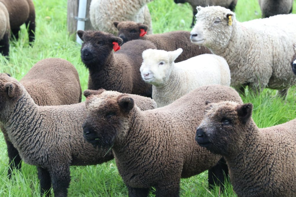 Firetree Family Vineyards - The Napa Wine Project