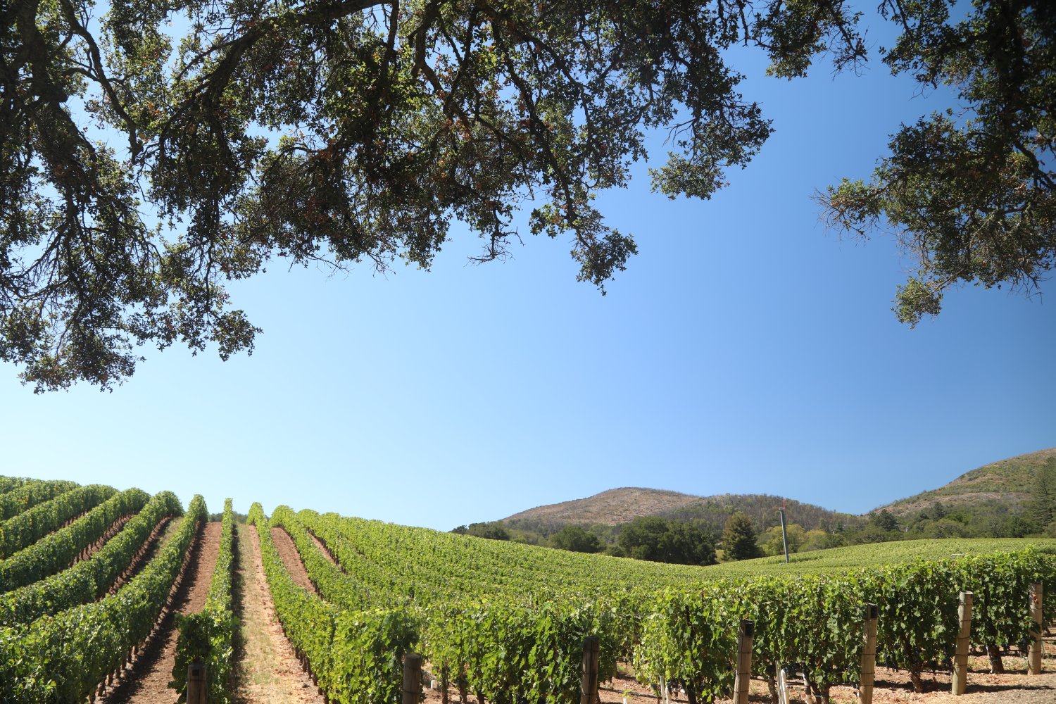 From Napa Valley to the World: The Global Reach of Napa Valley Wineries ...