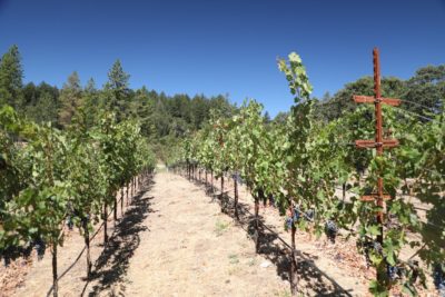 Cardano Estate Wines - The Napa Wine Project