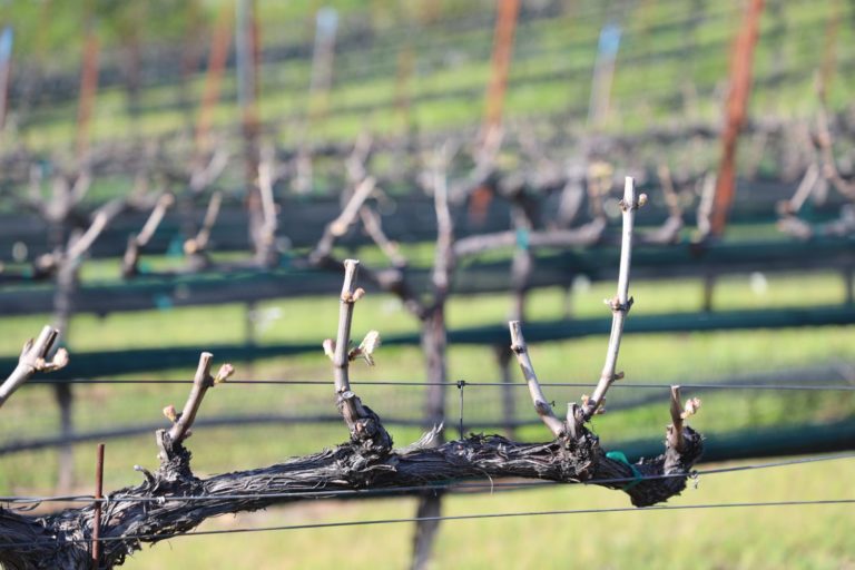 Quantum Limit Vineyards - The Napa Wine Project